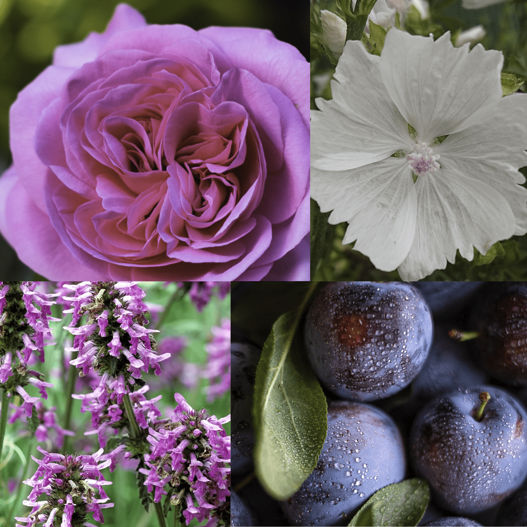 What does Damson Plum Rose & Patchouli smell like?